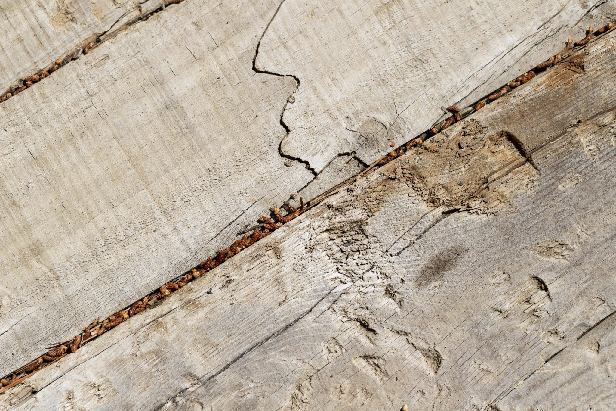Does Home Insurance Cover Termite Damage?